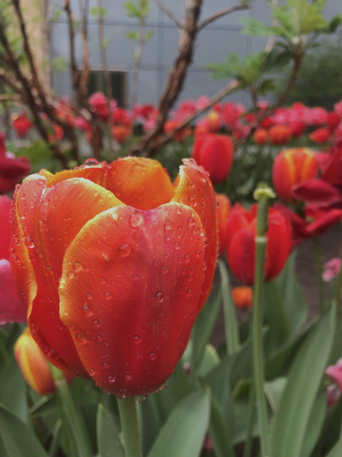 Capturing Campus: Hummingbird – arts, ink.